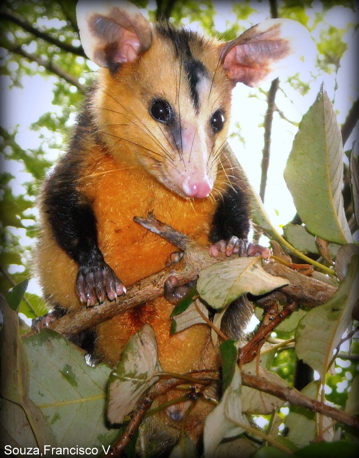 FAUNA E FLORA DO RN: Timbú ou Gambá Didelphis albiventris (LUND, 1840 ...