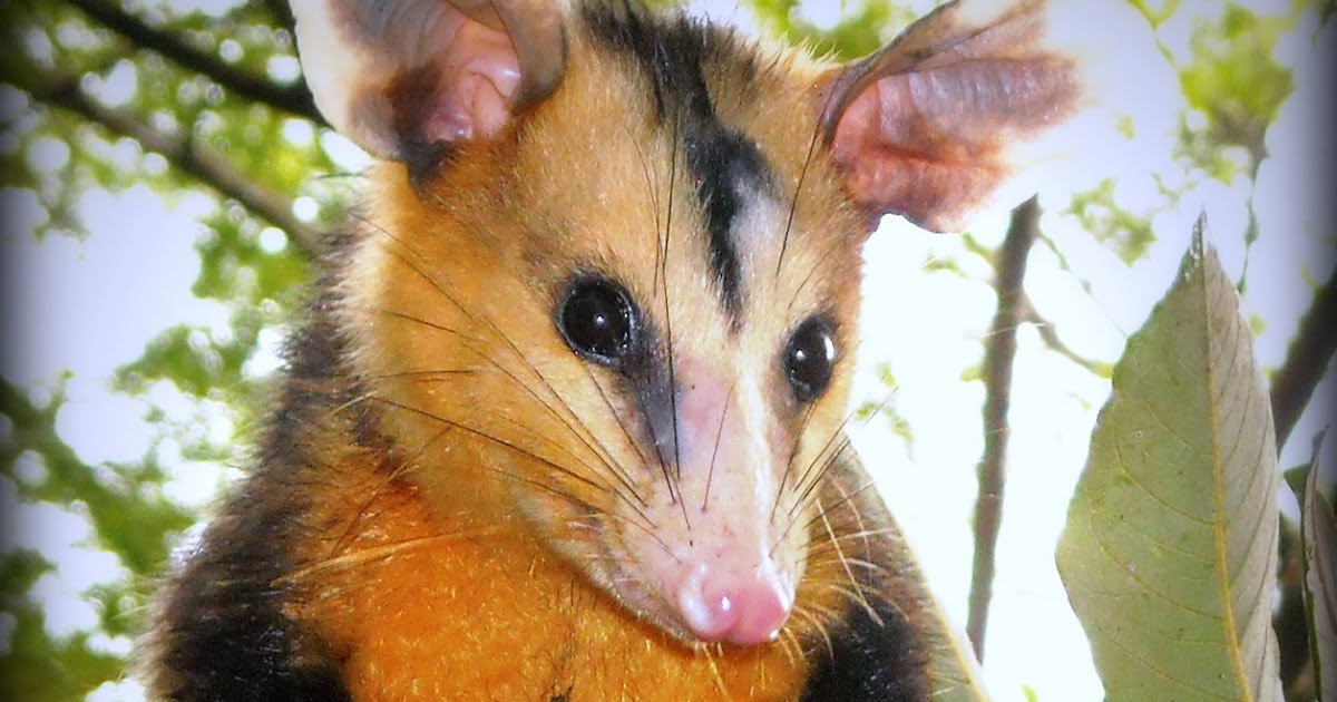 FAUNA E FLORA DO RN: Timbú ou Gambá Didelphis albiventris (LUND, 1840 ...