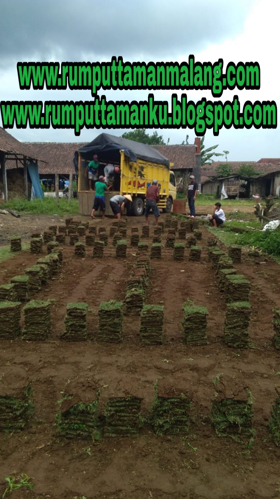 Harga jual rumput manila zoysia matrella di Jakarta April Tahun 2023 ...
