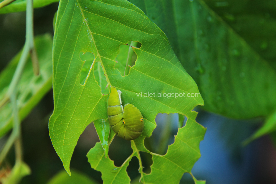 v1olet - my favorite things: Fauna : O Ulat - e