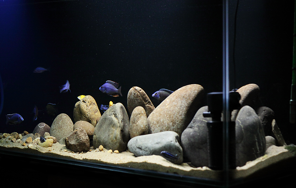 Aquatic World: Malawi Tank