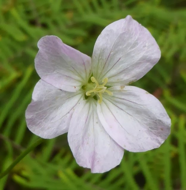 ANPS goes North (in terms of Monga NP): Mainly Flowering plants