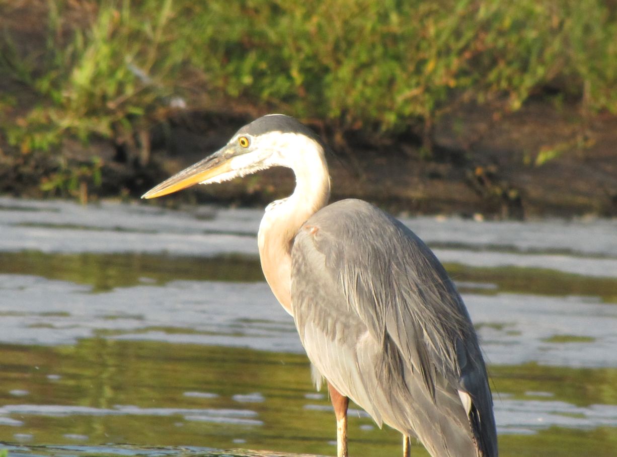 H-Town-West Photo Blog: Looking for fish in Buffalo Bayou