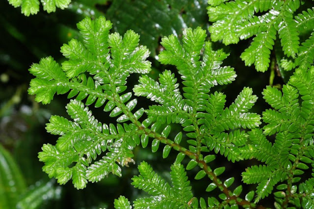 Biology is life: Pteridophytes