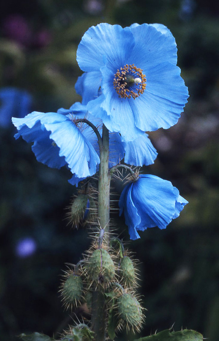 Meconopsis World - A Visual Reference: Meconopsis latifolia - Photos In ...