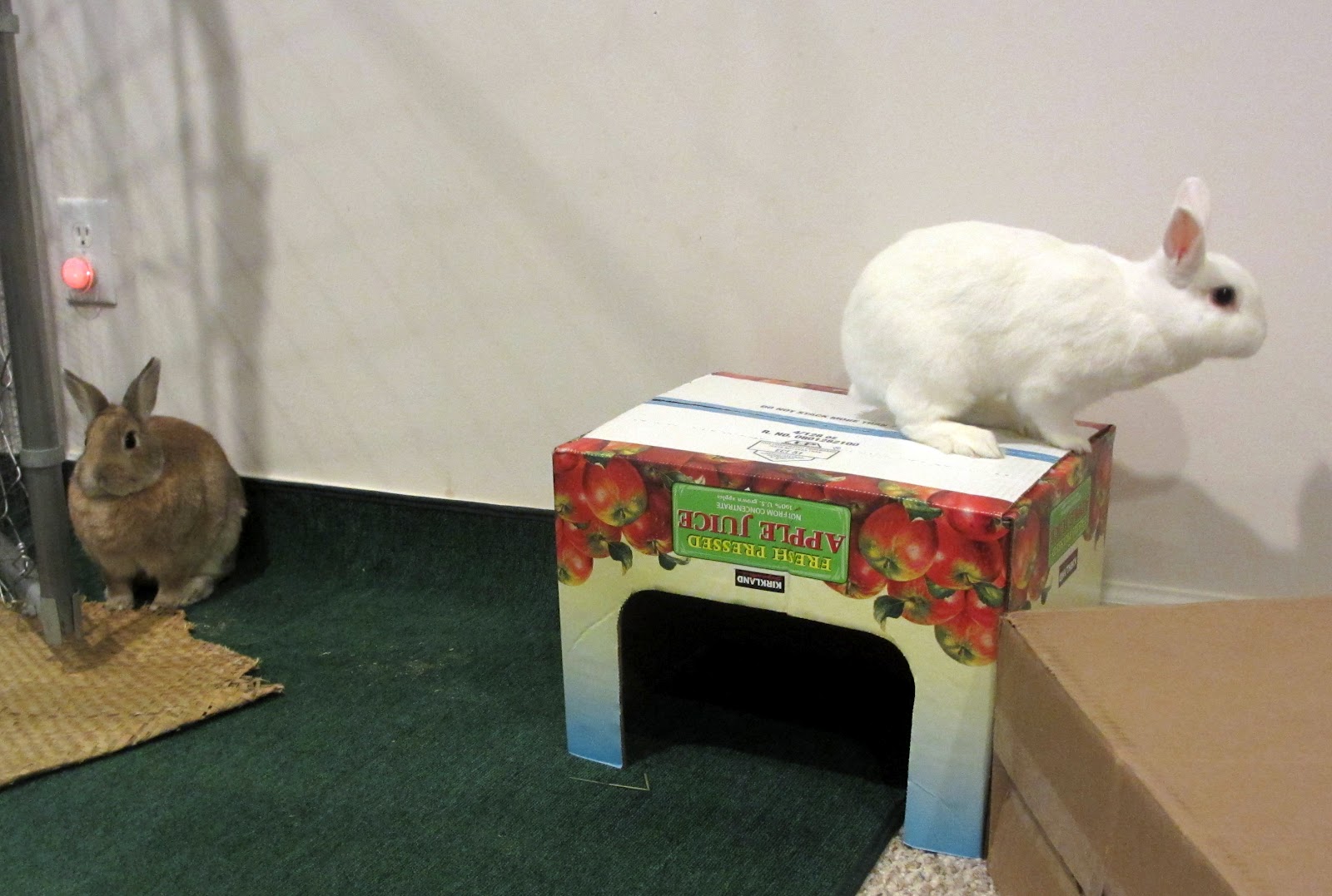 Rabbit Ramblings: A new bunny box