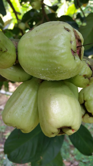 Warisan Petani: Buah Jambu Bol
