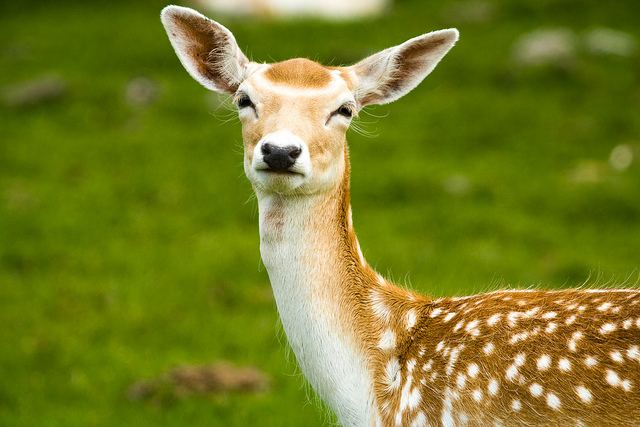 8 Beautiful Photos of Fawns | The Life in The World