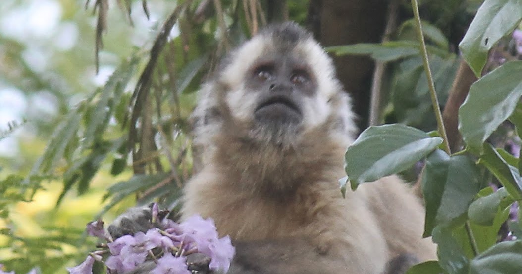 Primates and Paraguay: Life in Field Primatology: URGENT: Primate Team ...