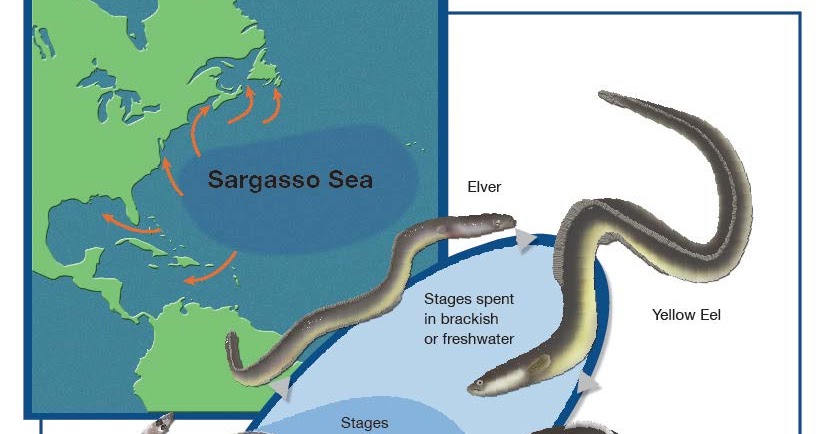 Virginia Tech Ichthyology Class : Mysteries of the American Eel, by Don ...