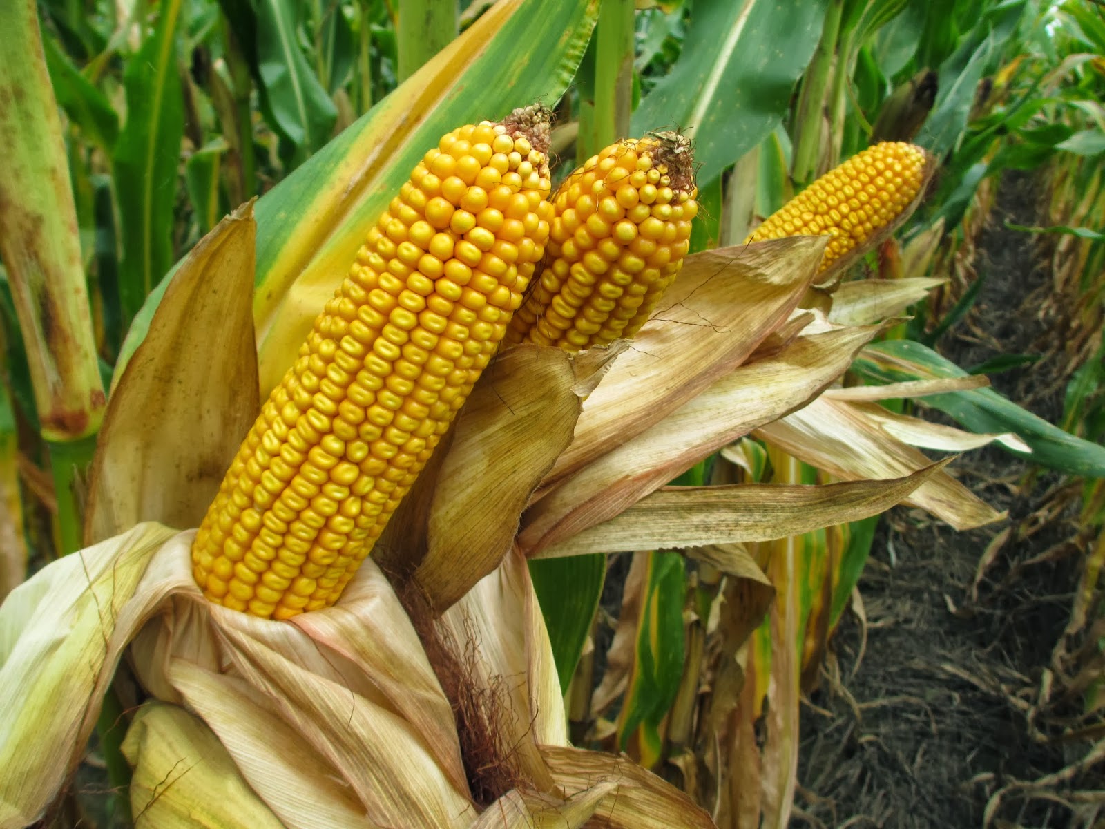 Corn Crops