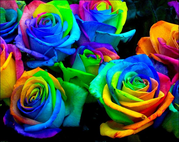 Get Images: Beautiful Rainbow Roses