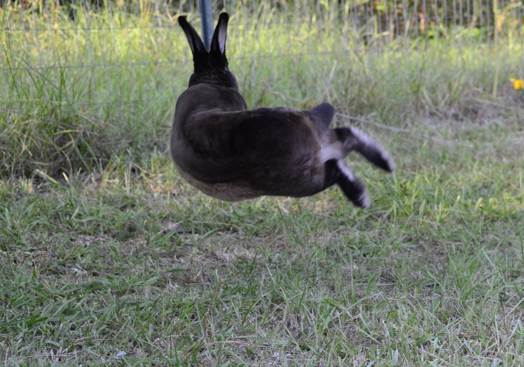 The Secret Life of a Chocolate Bunny (As told by her and her Slave ...