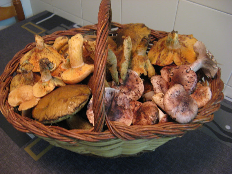 QUIMA - LES MEVES RECEPTES: TEMPORADA DE BOLETS