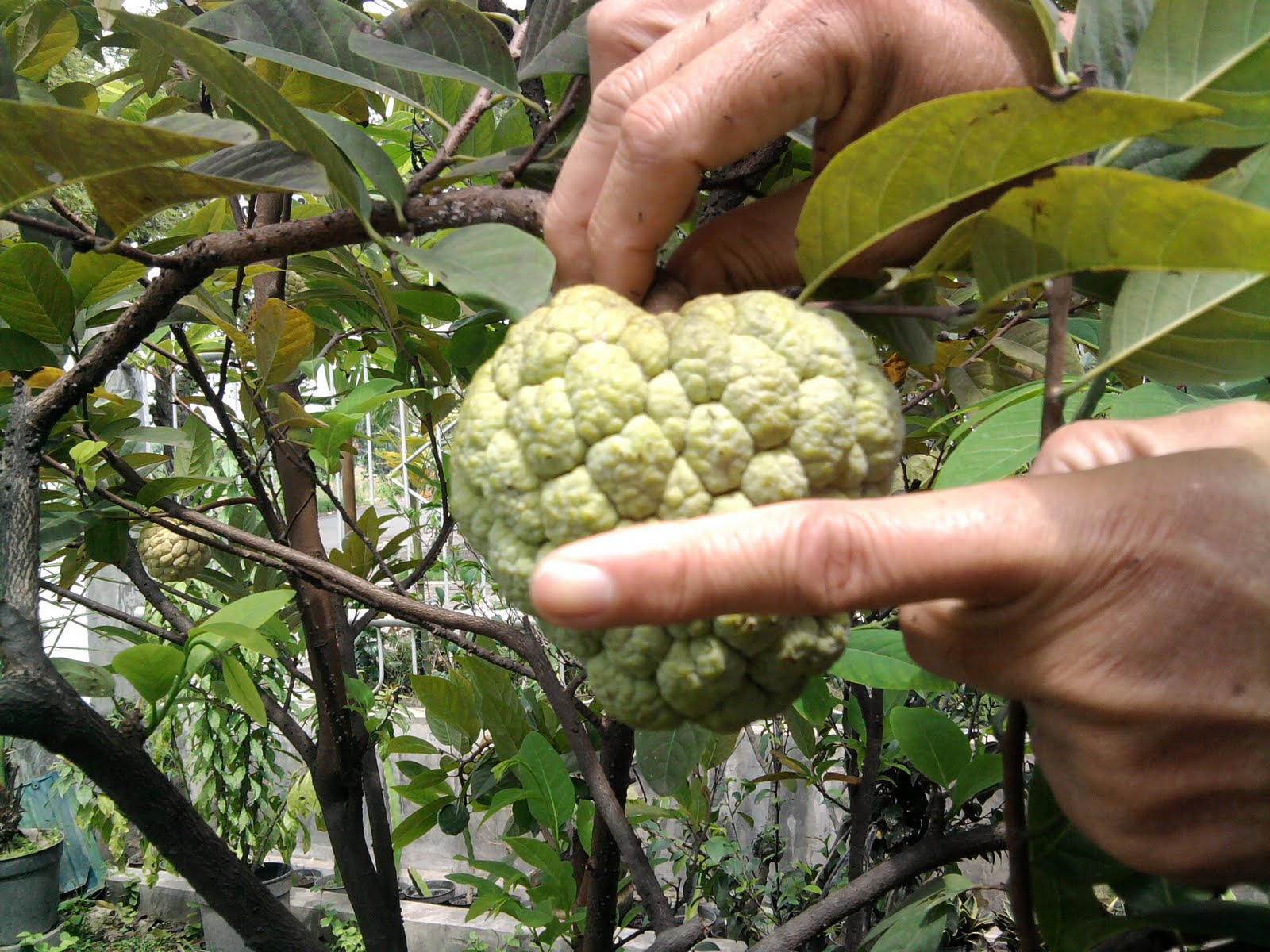 bibit buah&bunga: wahana