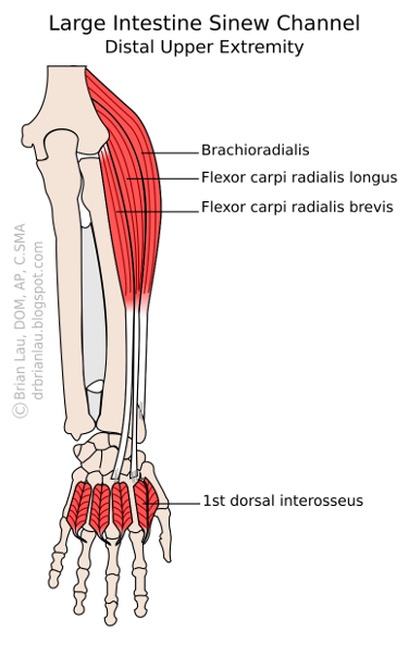 Anatomy of the Sinew Channels: Osteoarthritis of the Hand and the Large ...