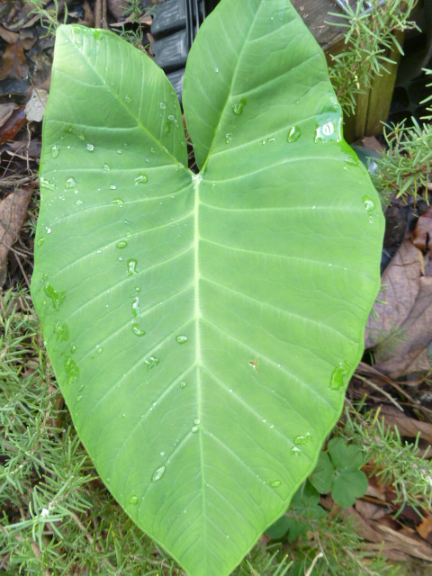 Maui Jungalow: Taro vs. Elephant Ear (Telling Them Apart)