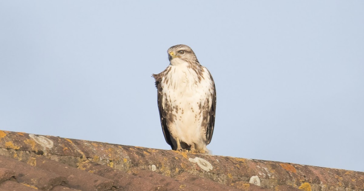 pewit: pale rusty Common Buzzard