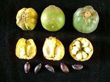 O Verde Gratuito: Mucuiba ou caqui do cerrado