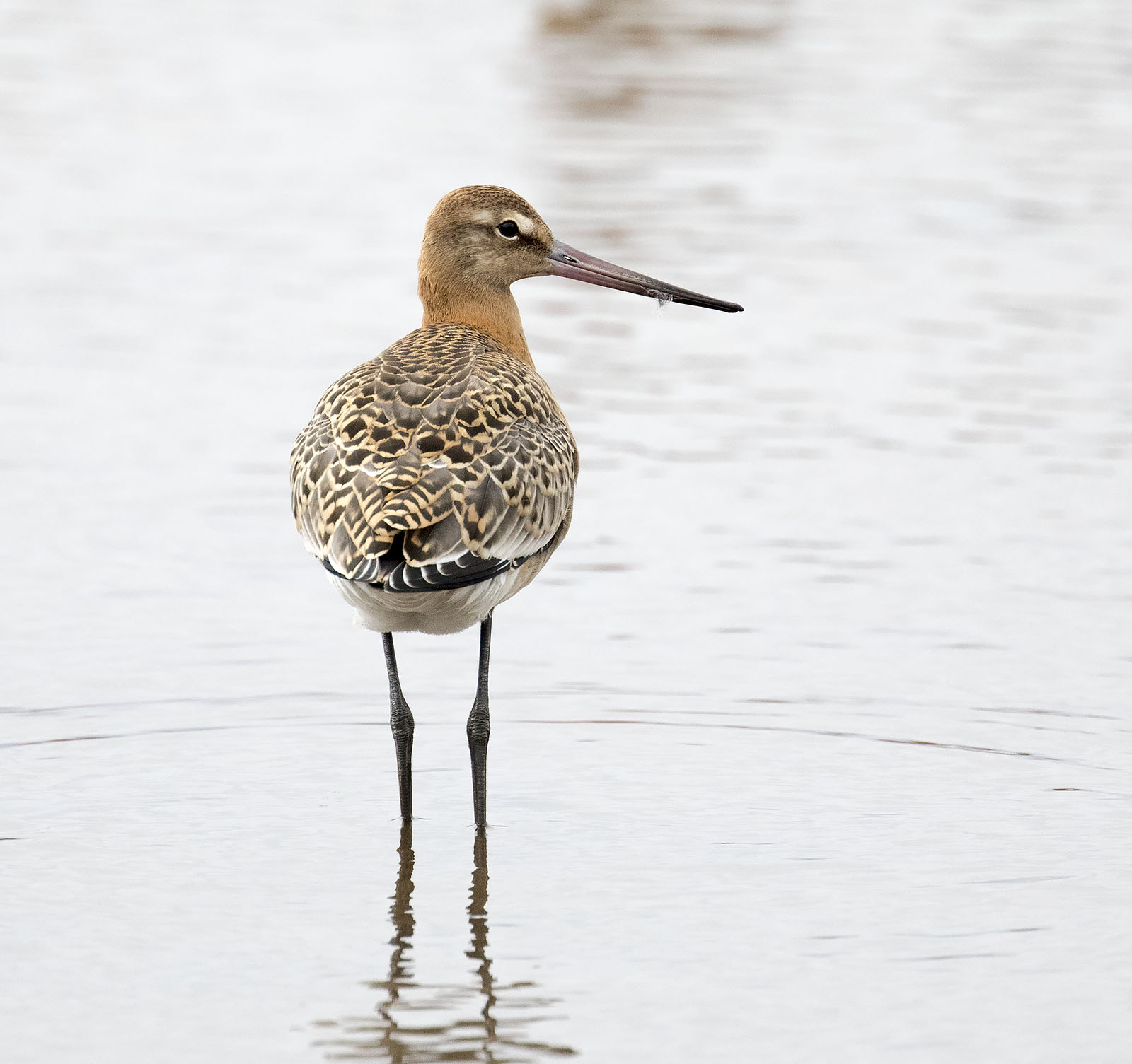 pewit: Black-tailed Godwits 3