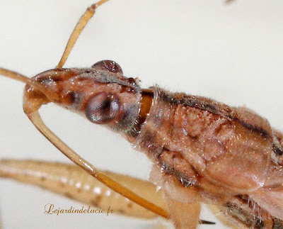 Portrait de Nabis rugosus