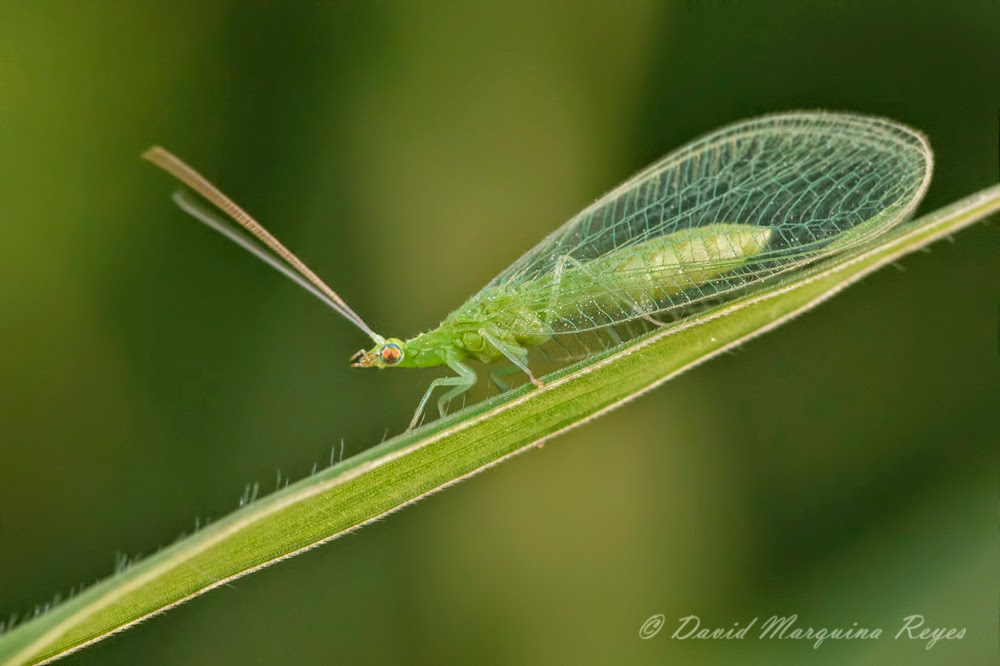 MACREANDO: Crisopa III