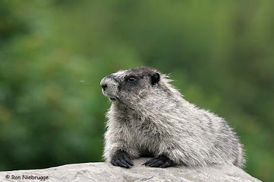Marmotas