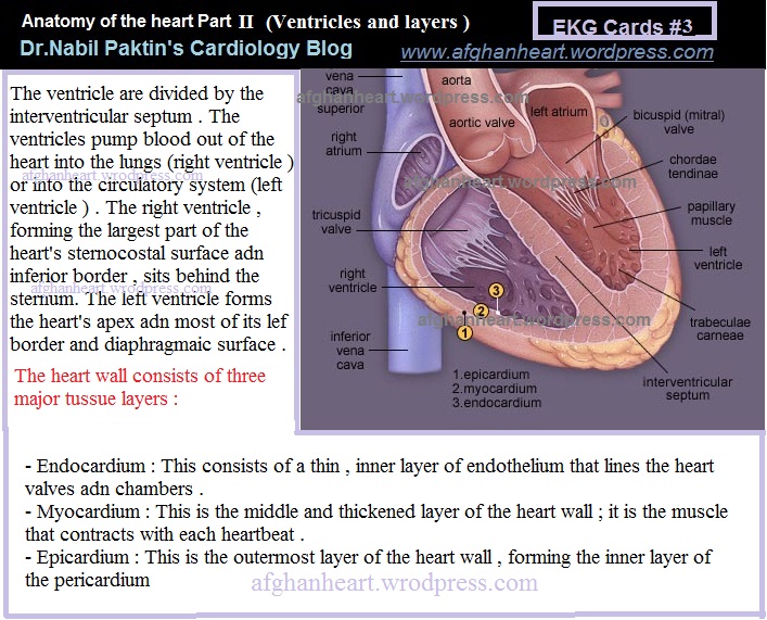 Dr.Nabil Paktin's Journal of Cardiovascular Medicine Blog ژورنال ( قلب ...