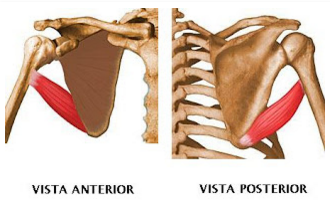 Regi Fisio: Punto Gatillo Miofascial del redondo menor