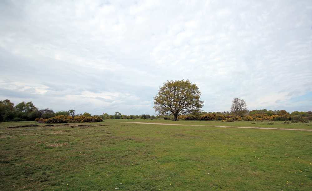 Botanical Marvels at Dartford Heath 2nd May 2015