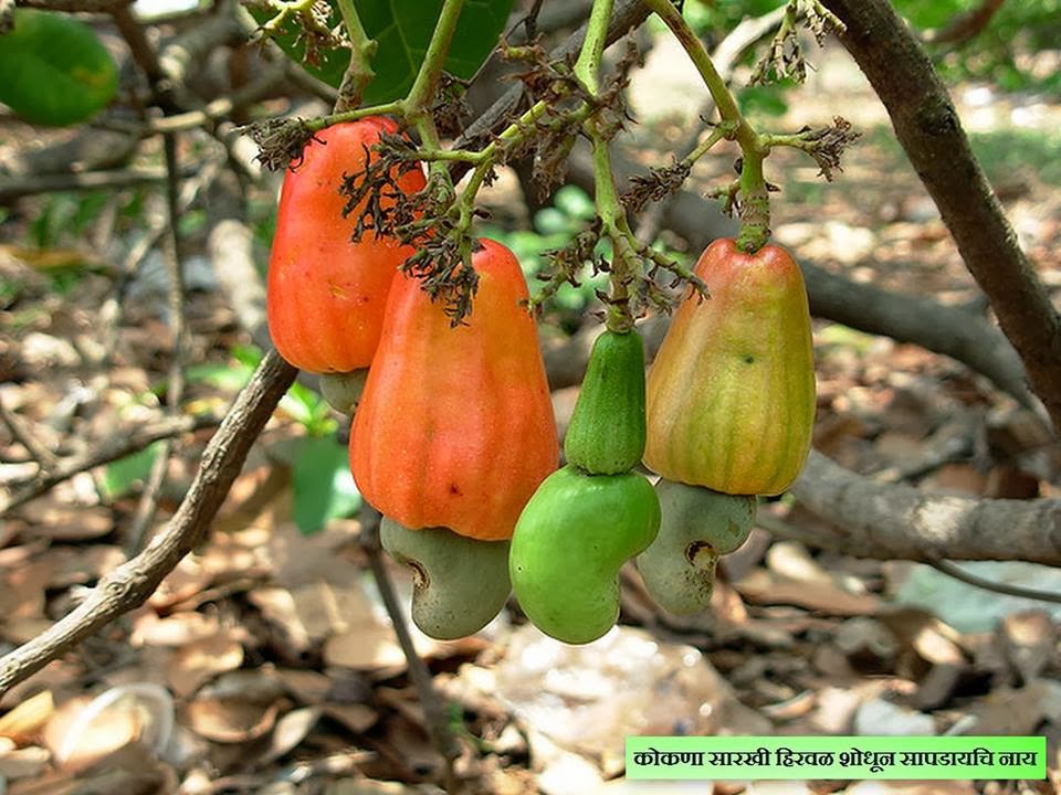 The Heaven on Earth konkan photos