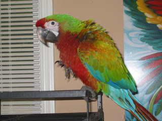 Buffwing Macaw