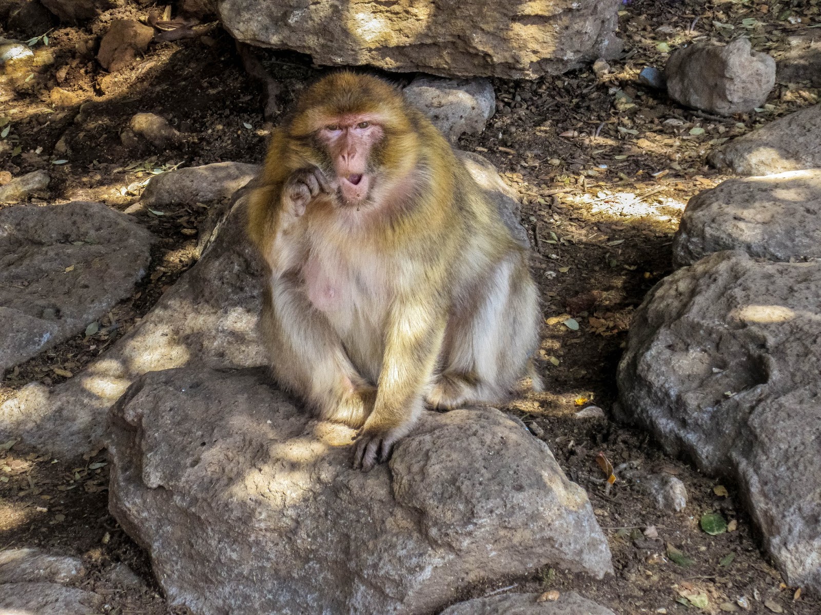 Cannundrums: Barbary Ape or Macaque - Morocco