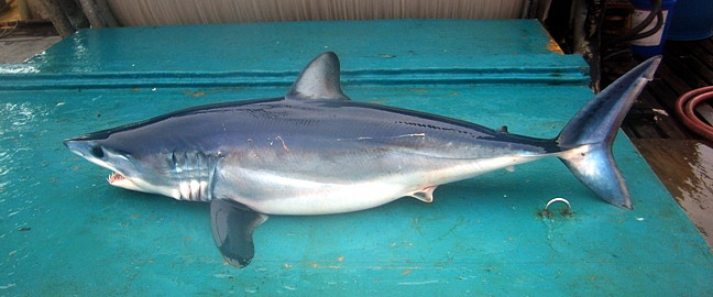 Finformation: Shortfin Mako Sharks