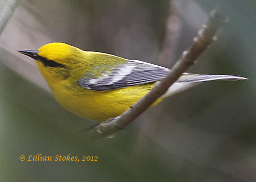 Birding Is Fun!: Fallout!!!