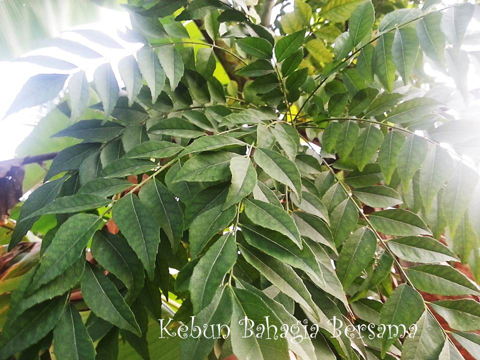 Kebun Bahagia Bersama: Anak Pokok Kari