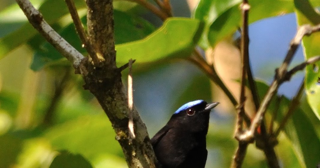 Manakins! | the pace of nature
