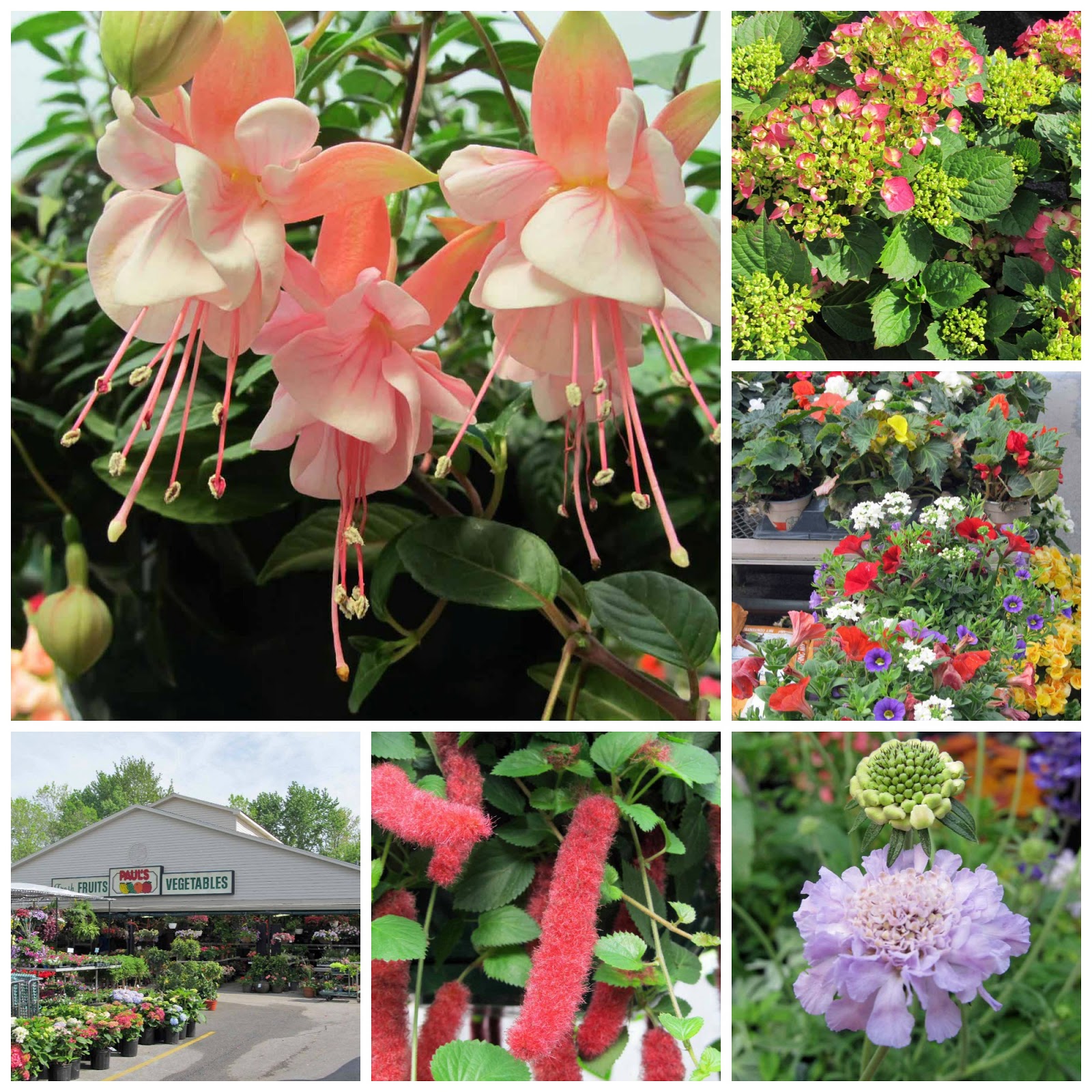 Summit Musings: Kentucky Derby Traditions - Planting Flowers