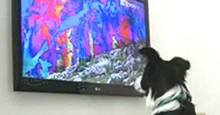 A Través del Uniberto: Se extiende la televisión para perros