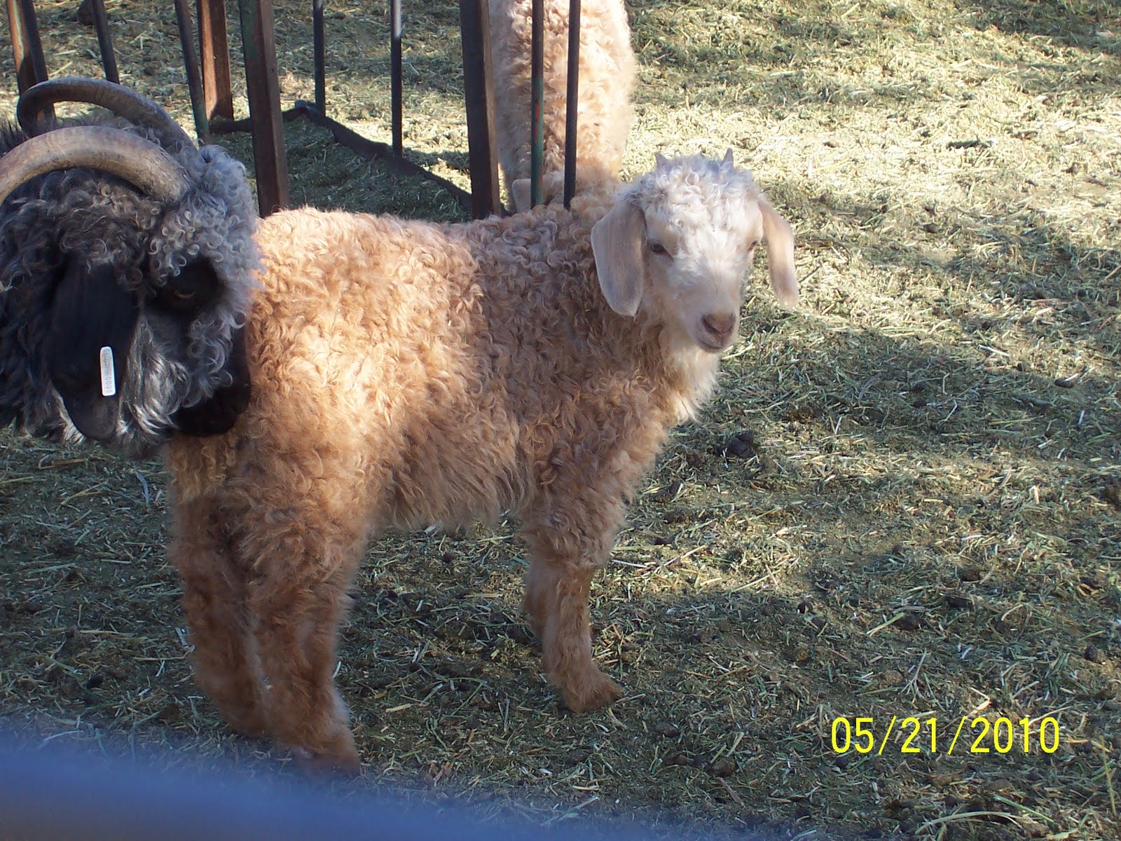 Tombstone Livestock: Angora Goats