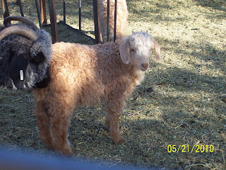 Tombstone Livestock