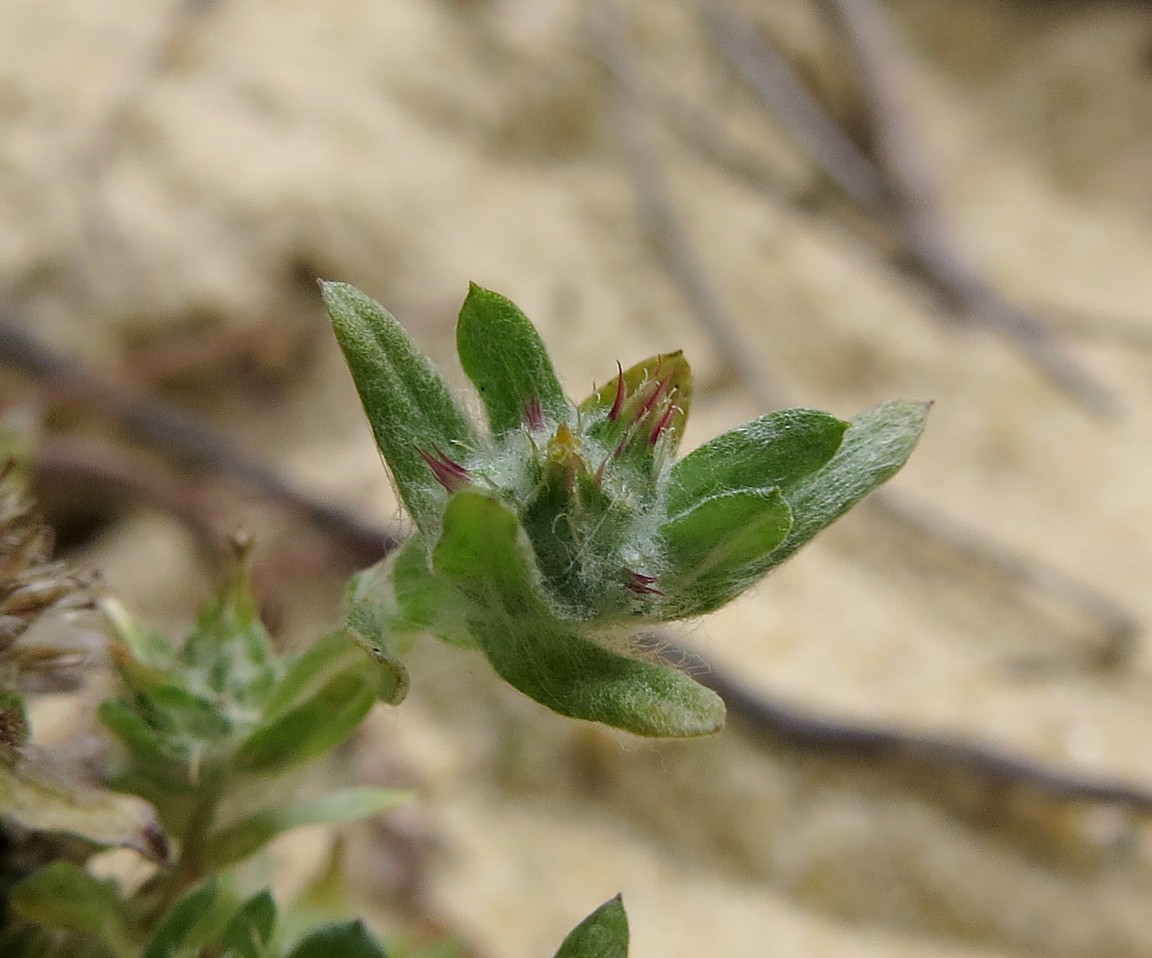 Wildwings and Wanderings: Rare Wildflowers in Sussex, Essex and Kent