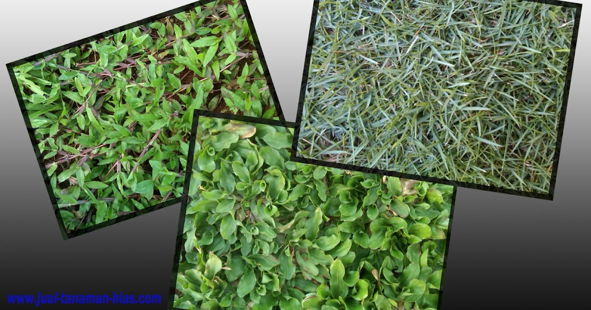 RUMPUT SEPAK BOLA, BERMUDA GRASS, GRASS SEED, BENIH RUMPUT LAPANGAN ...