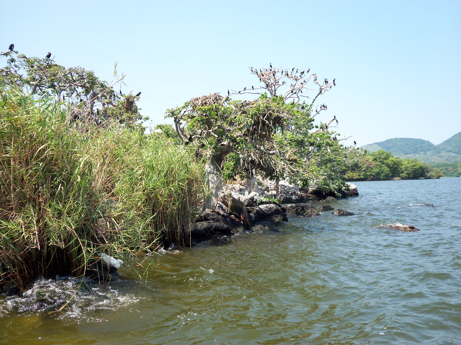 La Sierra Mágica de Los Tuxtlas.: La Isla de Las Garzas