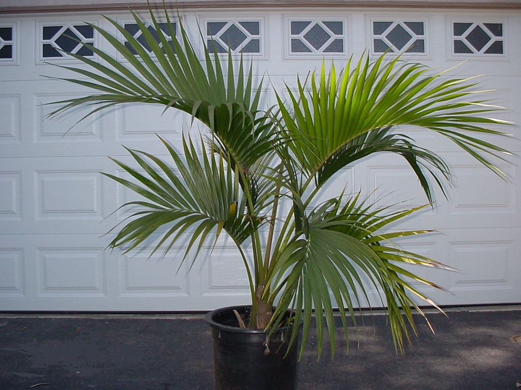 elarbolmiamigo-encinarosa: Howea Belmoreana - Palmera centinela ...