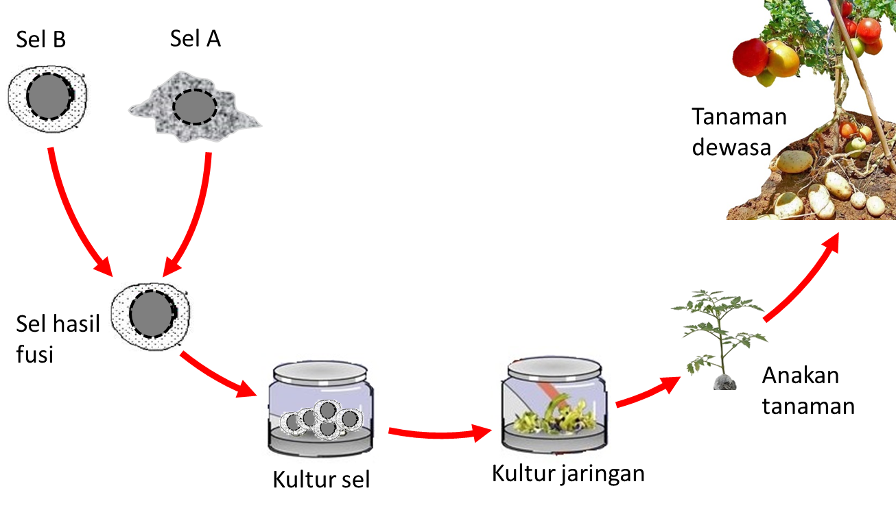 TEKNOLOGI PERKEMBANGBIAKAN PADA TUMBUHAN