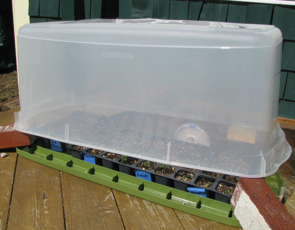 madder root: Portable Cold Frame Experiment