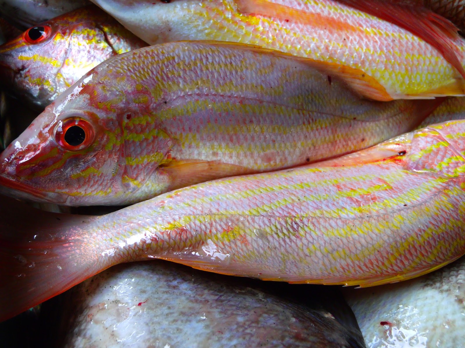 Conservando Recursos Hidrobiológicos y Pesqueros: Investigación ...