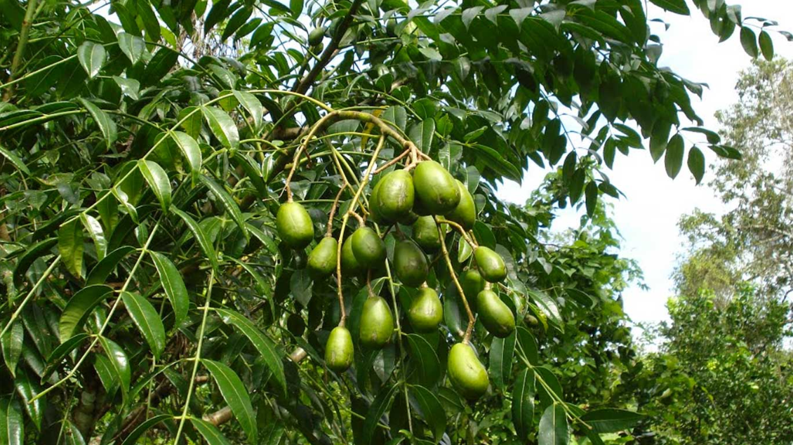 Kedondong | Ambarella | Benefits For Better Life - FRUITS