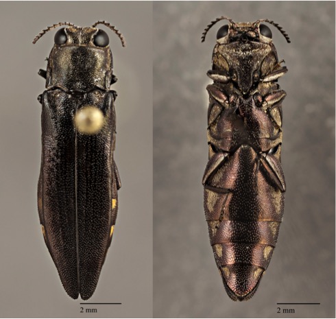 NMSU Plant Clinic: Featured Diagnosis: Honey locust Agrilus (Agrilus ...
